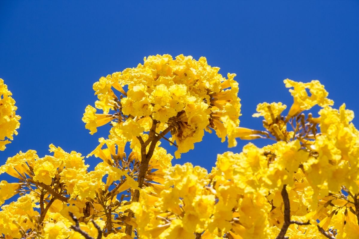 Como Plantar Ip Amarelo Plante Por Sementes Ou Estaquia Aprenda Como Plantar Ip Amarelo Plante Por Sementes Ou Estaquia Aprenda