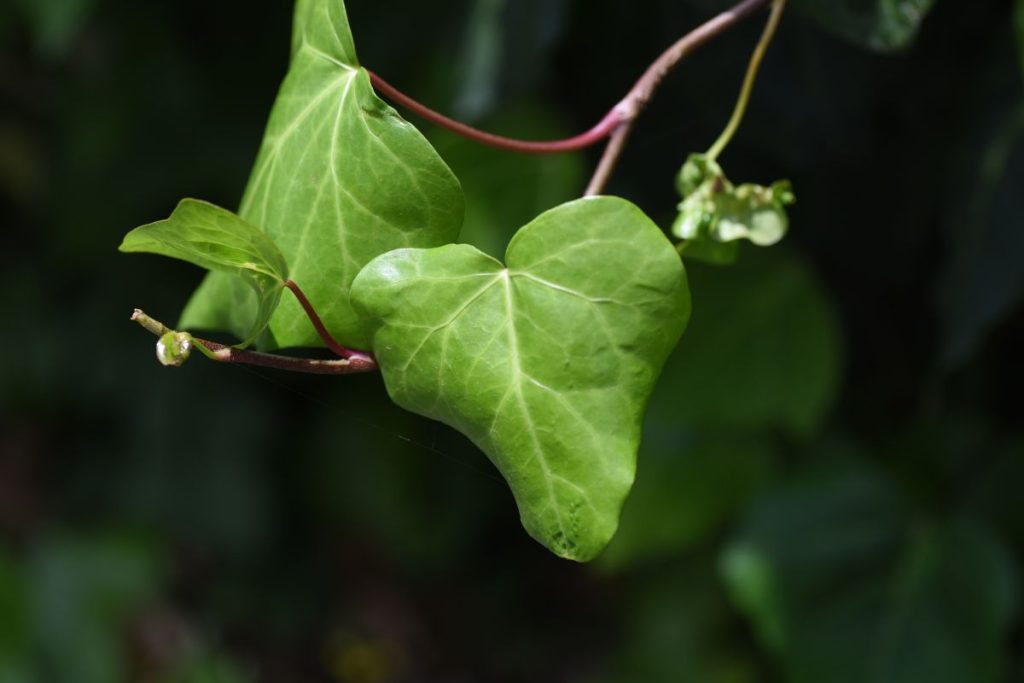 Conheça a hera-japonesa: uma ótima planta trepadeira para cultivar em ...