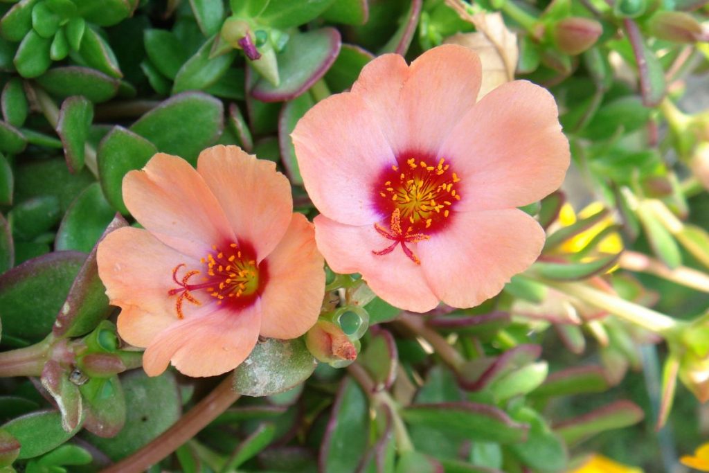Flor Onze-Horas: aprenda tudo sobre ela e tenha plantas saudáveis ...